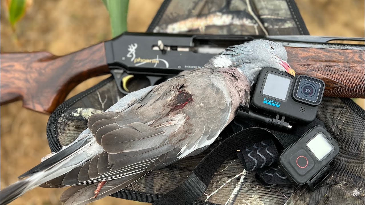 ma saison de chasse au pigeons ,des jolis tirs! - YouTube