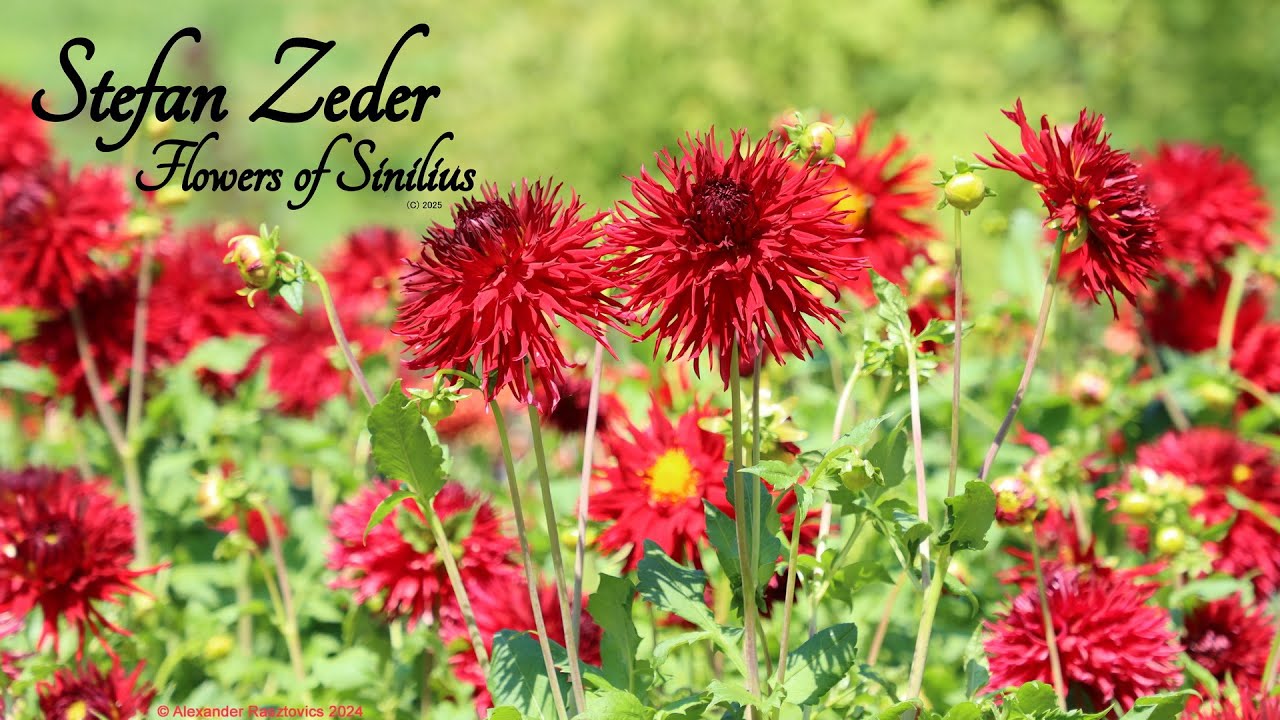 Stefan Zeder - Flowers Of Sinilius - YouTube
