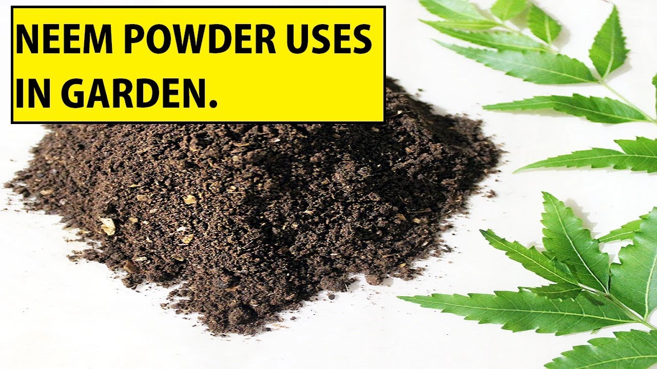 Benefits of neem powder in gardening - YouTube