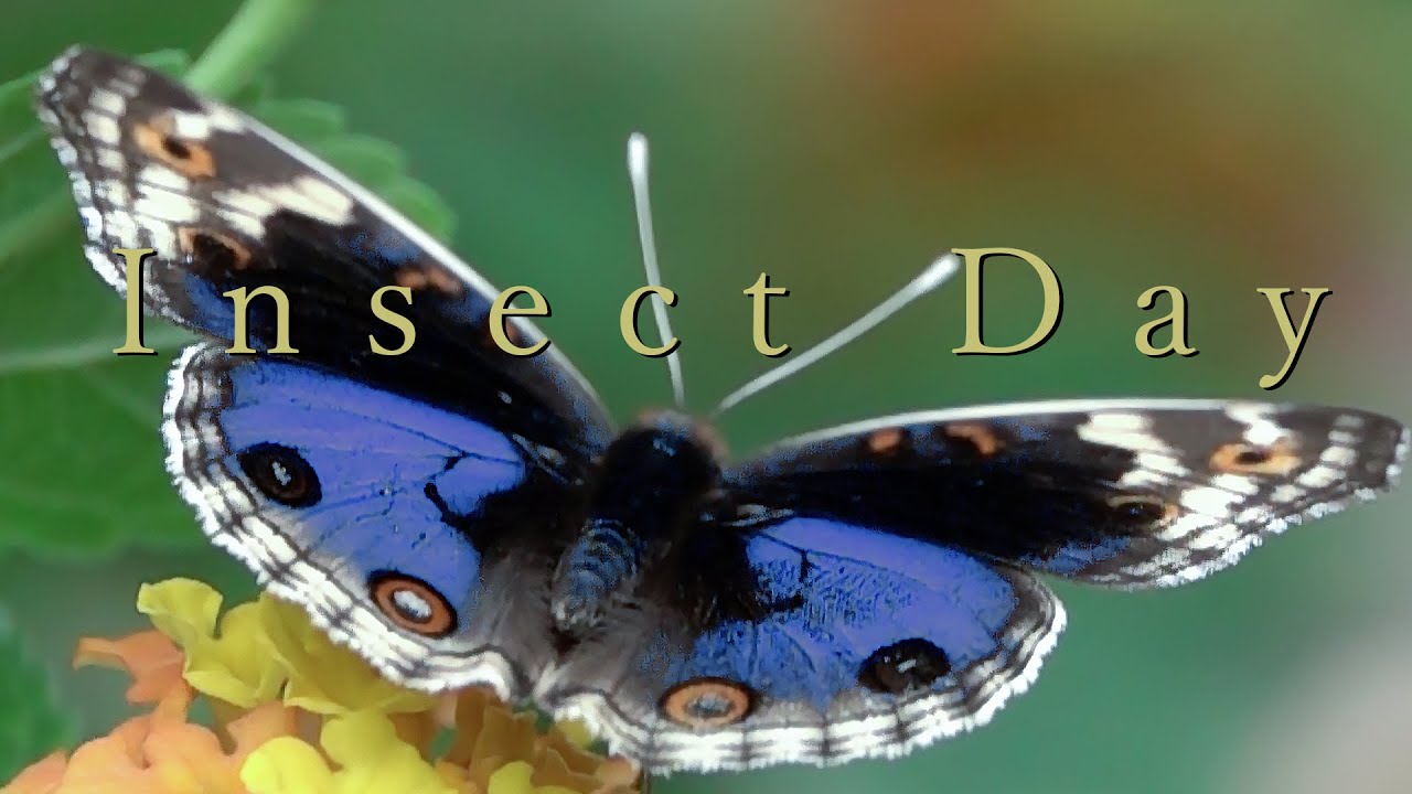 Insect Day 2022 / 虫の日 2022 - YouTube