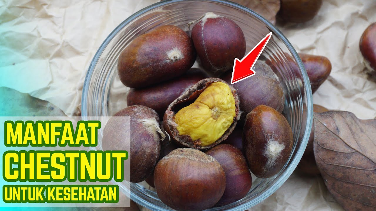 LUAR BIASA! INI 9 MANFAAT CHESTNUT UNTUK KESEHATAN - YouTube