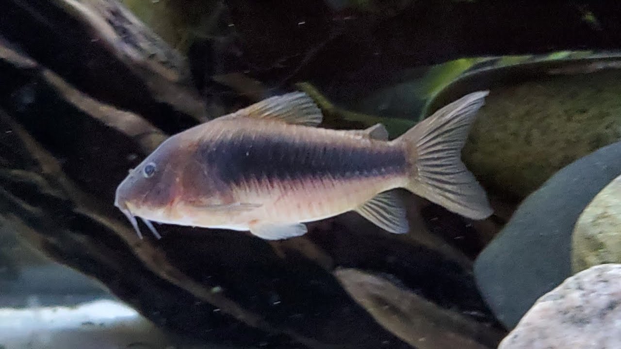 Is this a Rust Cory? #Shorts - YouTube