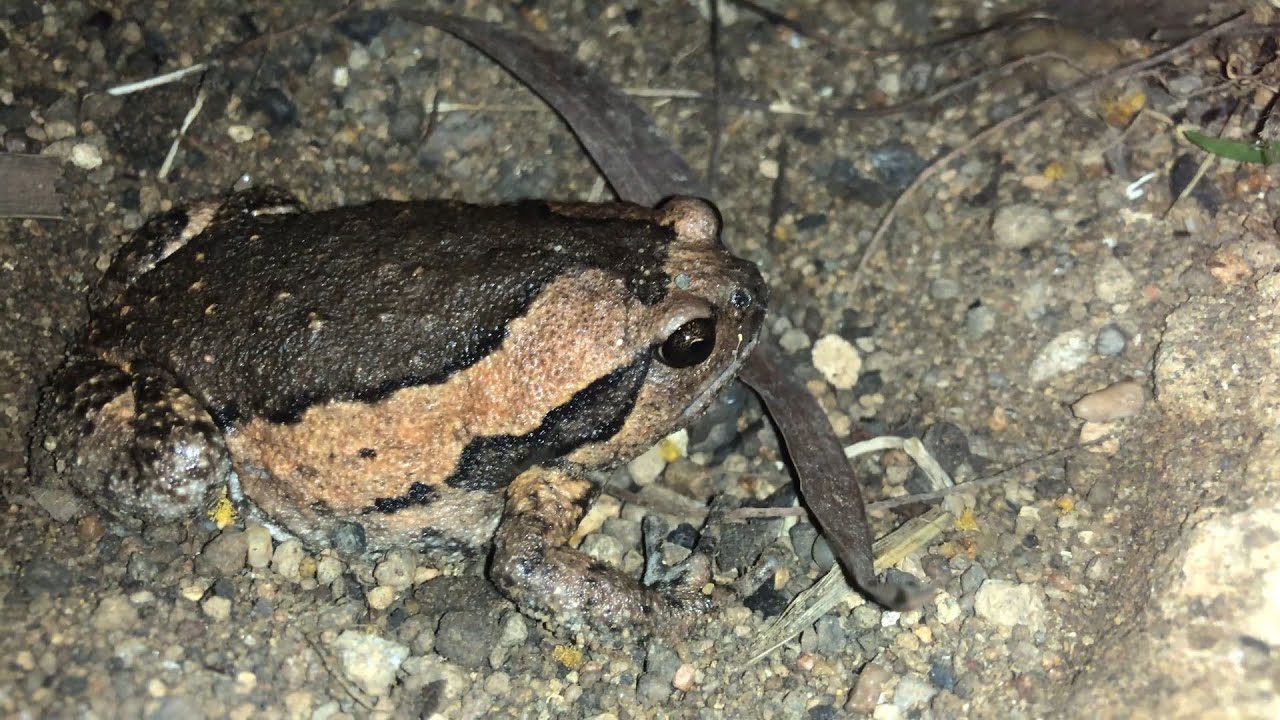Banded bullfrog eating the ants - YouTube