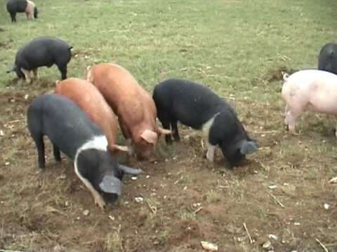 pigs rooting - YouTube