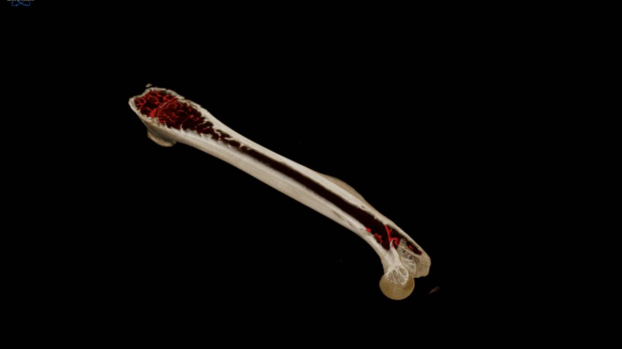 MicroCT reconstructions of the uninjured mouse femur, to reveal ...