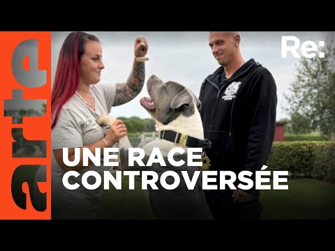 Les XL bullys : des chiens dangereux ? | ARTE Regards