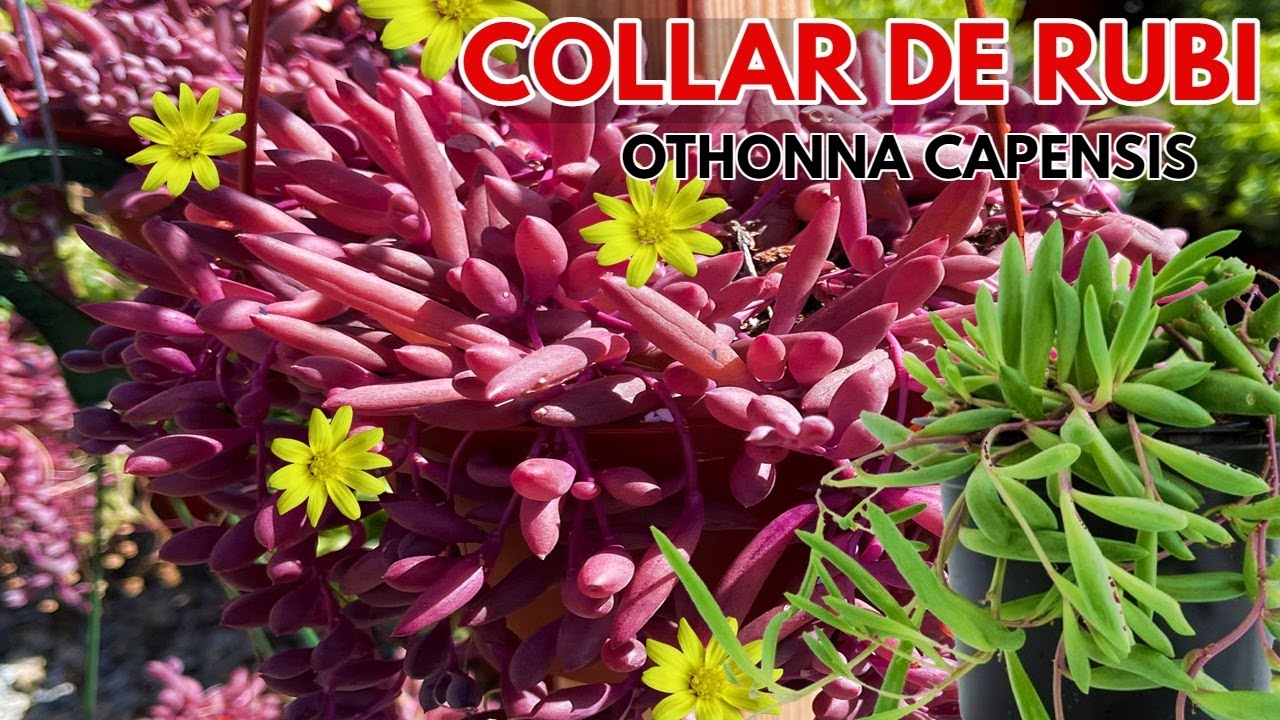 collar de rubi cuidados othonna capensis DONSUCULENTO - YouTube
