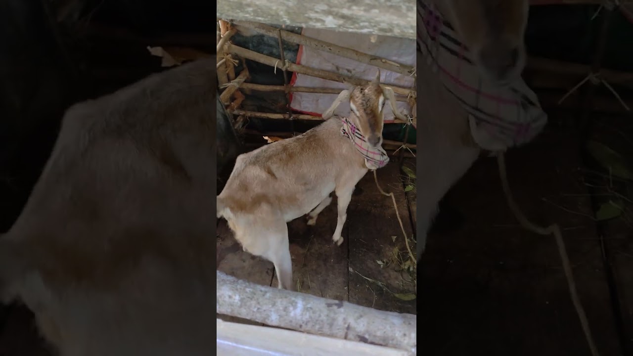 Rabies in goat - YouTube