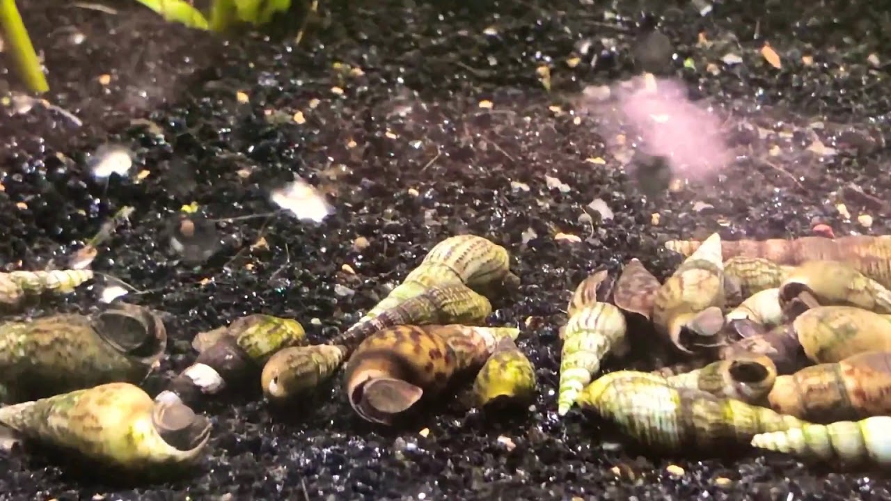 40 gal Molly tank planted up - YouTube