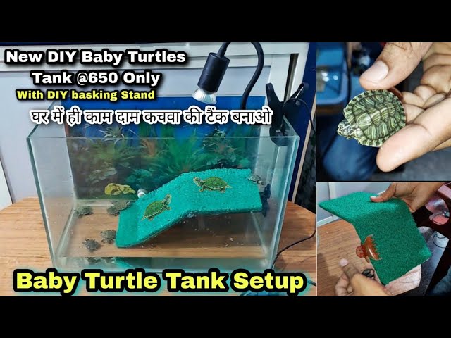 Baby Pet Turtles Tanks