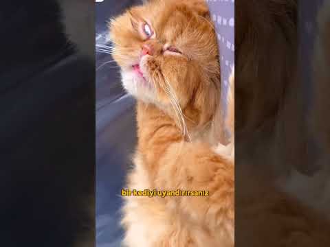 Komik Kedi Belgeseli Seslendirme ve Dublaj 2024 #kedi #komik #yerlikasif