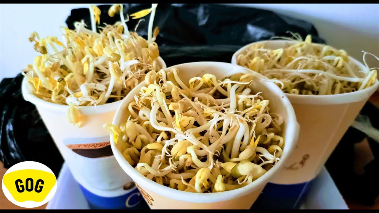 Grow Mung Bean sprouts fast and easily in coffee cups for beginners ...