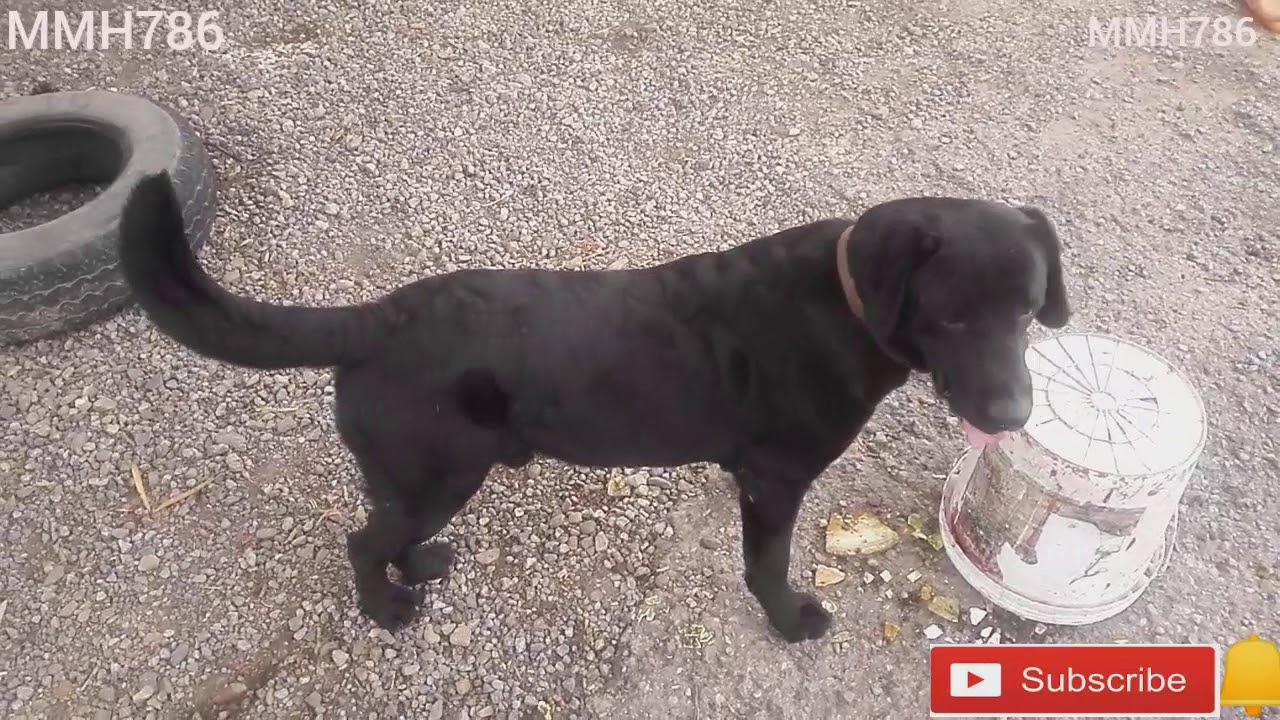 Black lebra Dog Snapping - YouTube