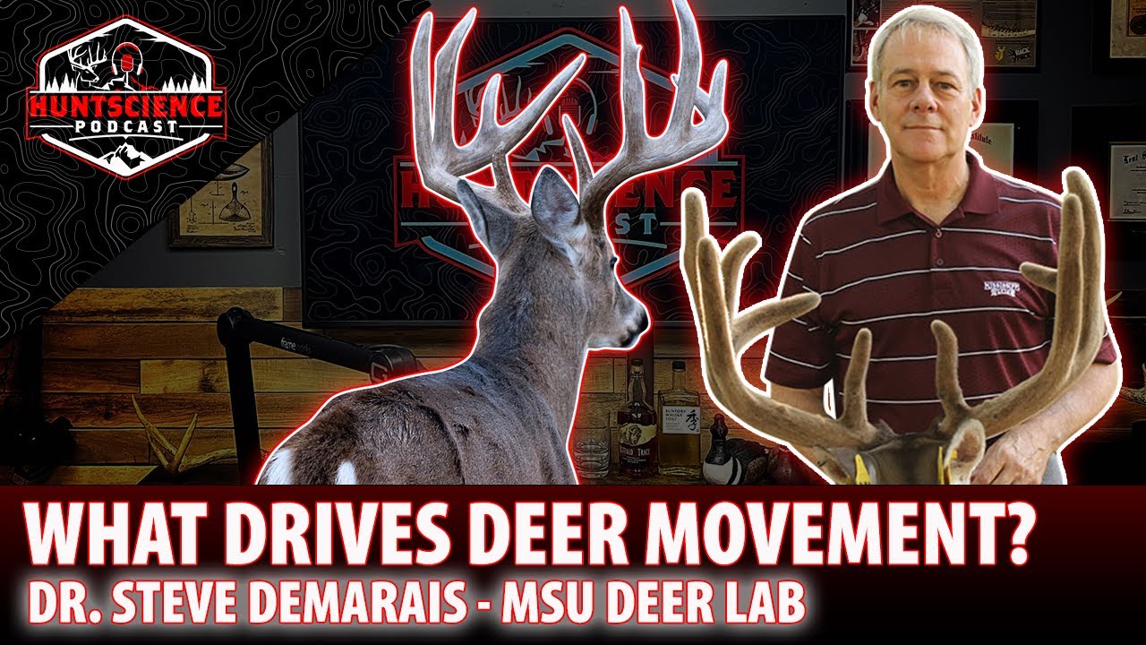 What Drives Deer Movement | Dr. Steve Demarais - M SU Deer Lab - YouTube