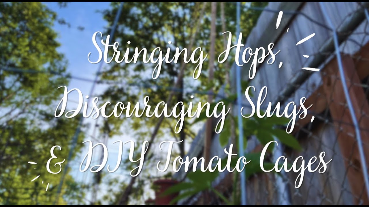 Episode 6 of My 2023 Gardening Journey: Stringing Hops, Discouraging ...