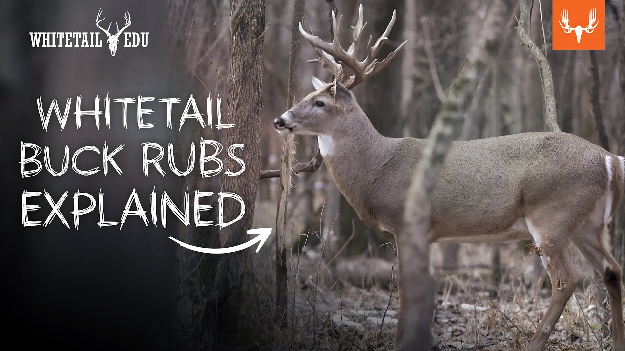 What can Whitetail Buck Rubs Tell You? | Whitetail Edu with Mark Kenyon ...