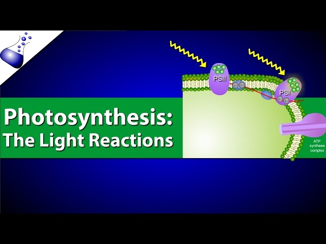 Light Reaction Of Photosynthesis Biology