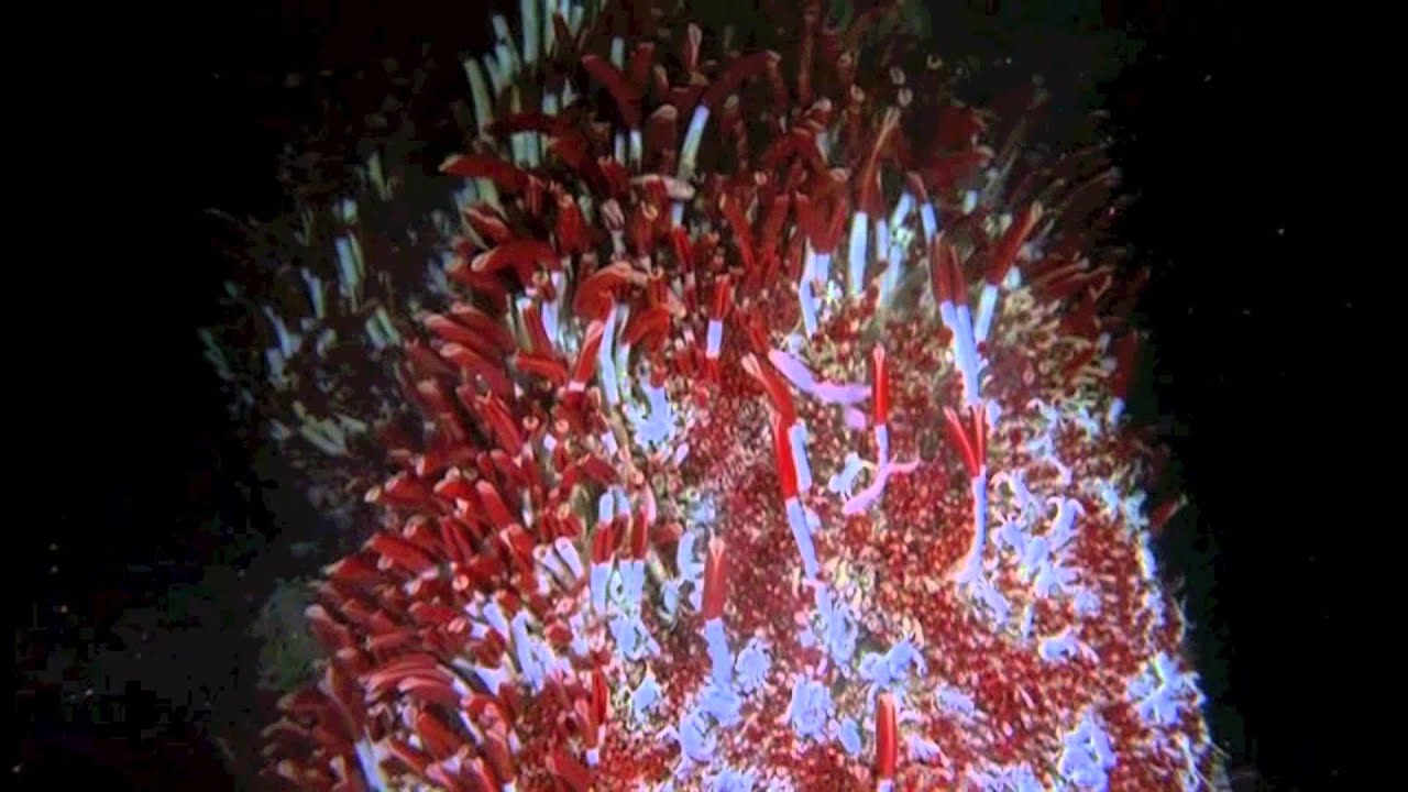 IMAX Trailer: "Volcanoes of the Deep Sea" - YouTube