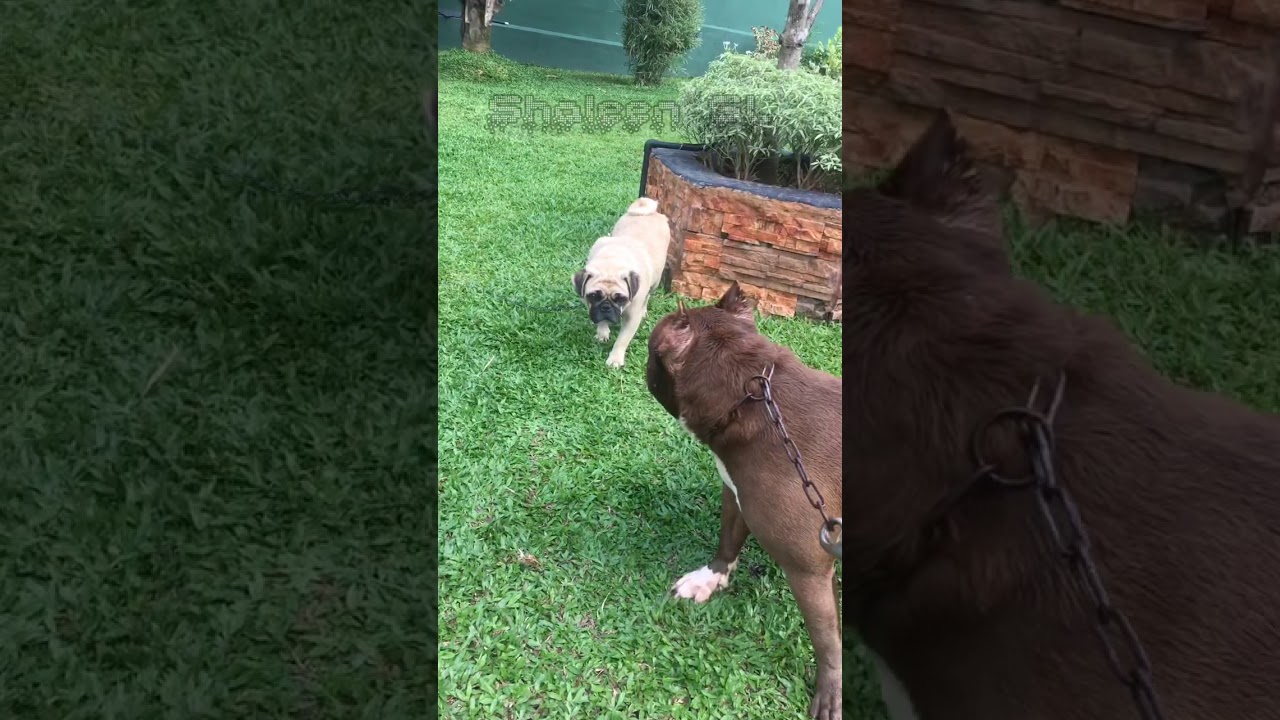 American Bully vs Pug .... #dog _fight - YouTube