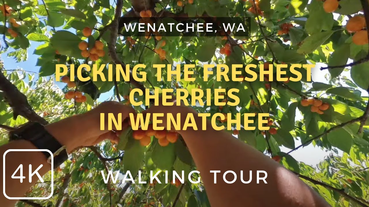 Summer Cherry Picking @ R&J Cherries, Wenatchee, WA 2024 | 4K Walking ...