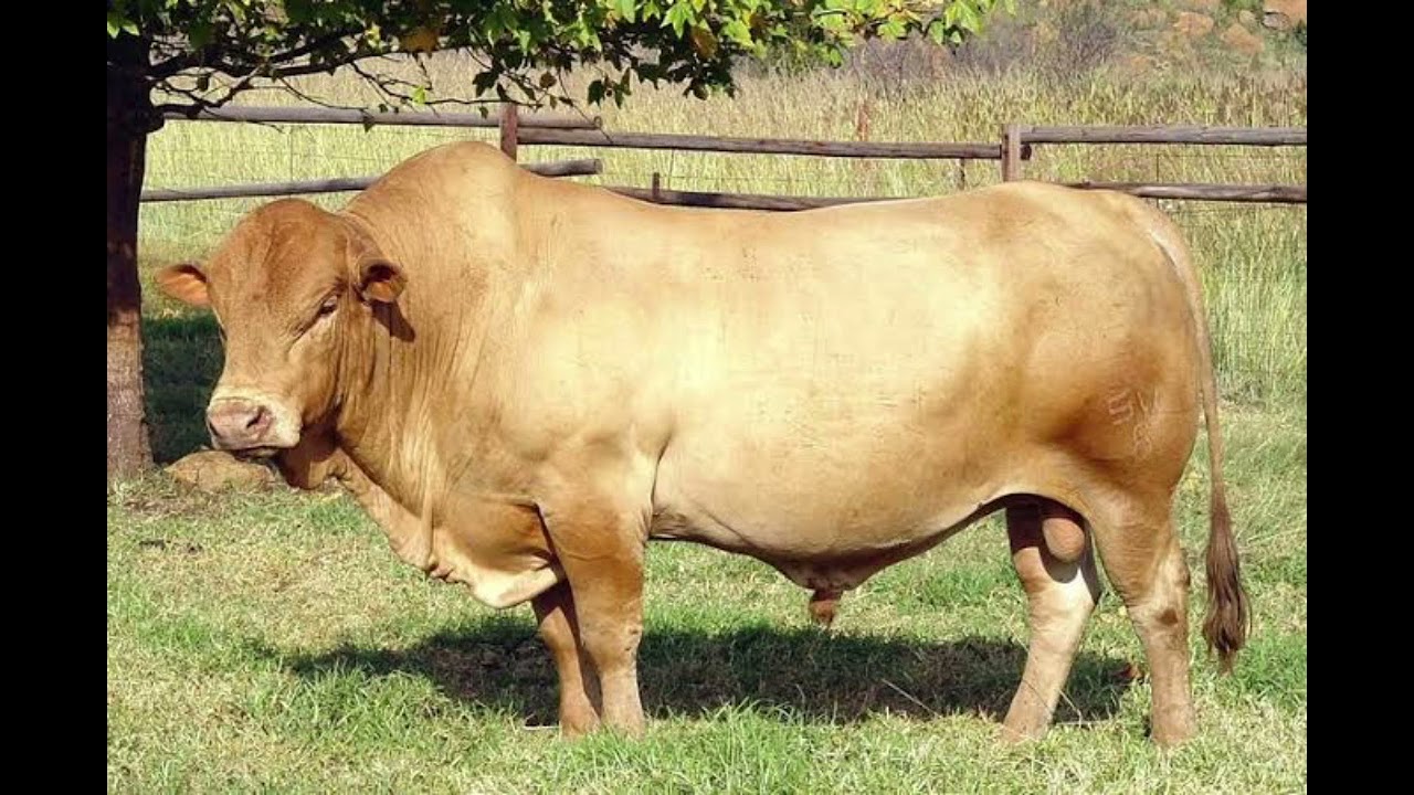 Tswana Cattle - Interesting Facts - YouTube
