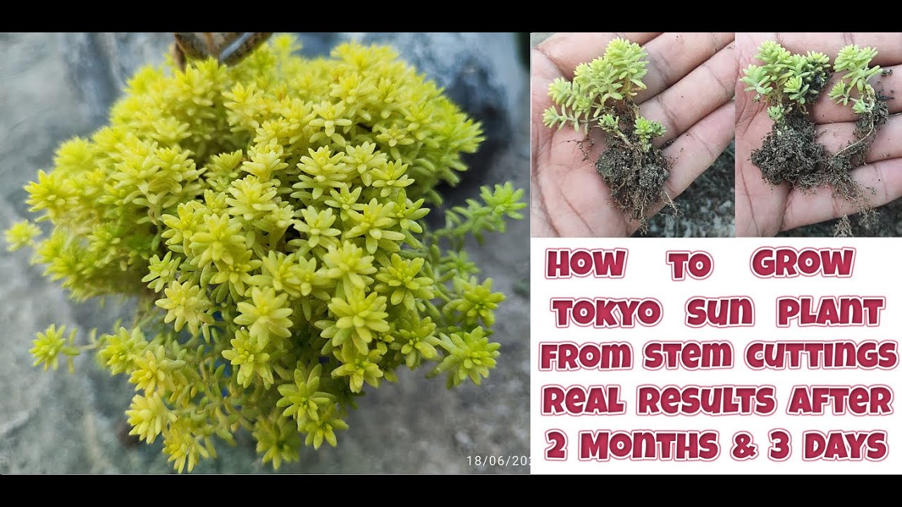 how to grow tokyo sun plant from stem cuttings | How to propagate sedum ...