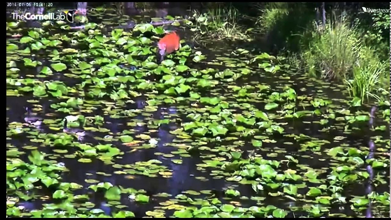Video 2014 07 06 104100 DEER AND 2 GEESE FORGE NEAR END OF BERM - YouTube