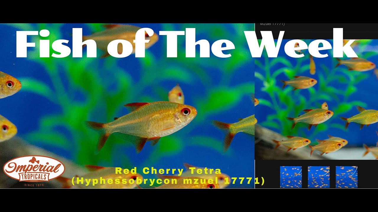 Red Cherry Tetra (Hyphessobrycon mzuel 17771) #imperialtropicals - YouTube