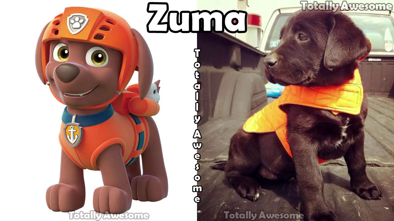 76 Paw Patrol In Real Life 🌟 Characters IRL 2017 - YouTube