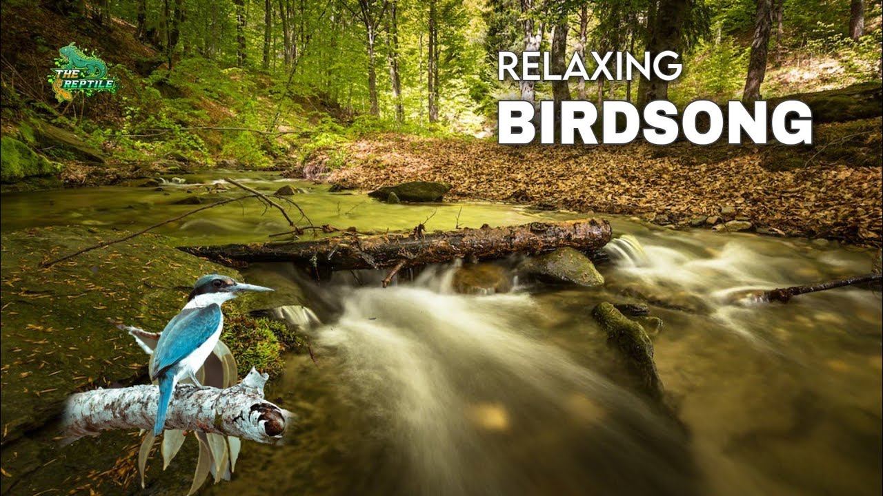 Birds Singing relaxing music. birds Singing love birds. no Copyright ...