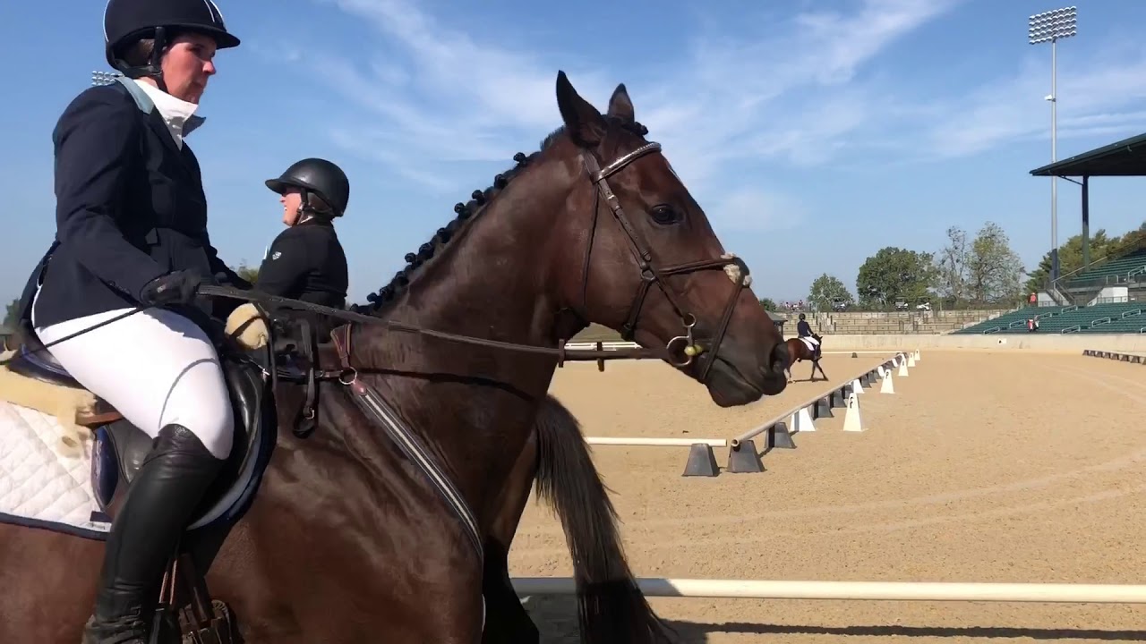 Warlander dressage RRP 2019 - YouTube