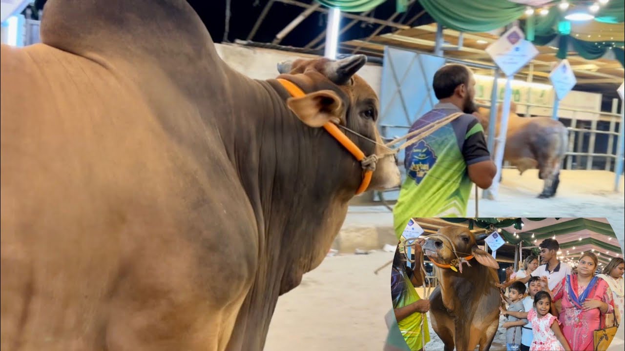 Biggest sahiwal bull live sold Sadeeq agro 2023 | Gold coin 2 | Red ...