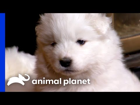 Samoyed Puppies Learn New Skills from their Parents | Too Cute! | Animal Planet
