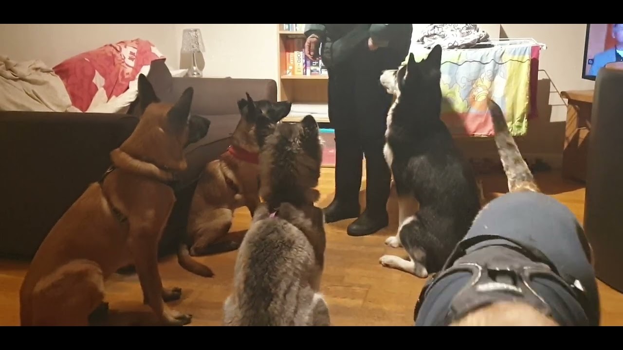 Mastering the "one paw" lesson with 4 dogs - YouTube