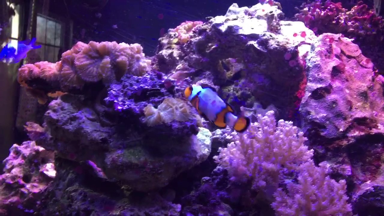 new phosphate reactor in bio cube - YouTube