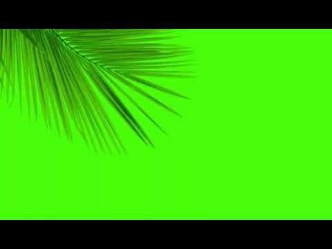 Palm Leaf Animation Green Screen Effects - YouTube