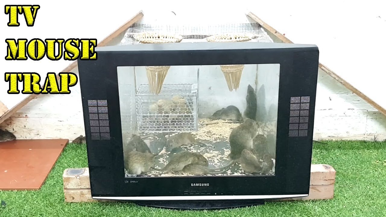 Special Mouse Trap with Chick - Best Idea Mouse Trap with TV - Easy ...