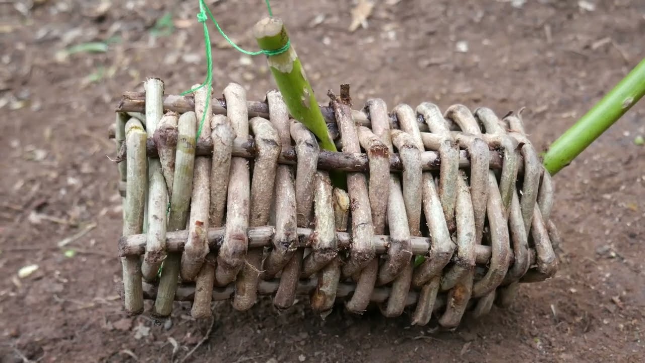 Wild Man: Create Amazing Primitive Basket Vine Trap to Catch Rat in the ...
