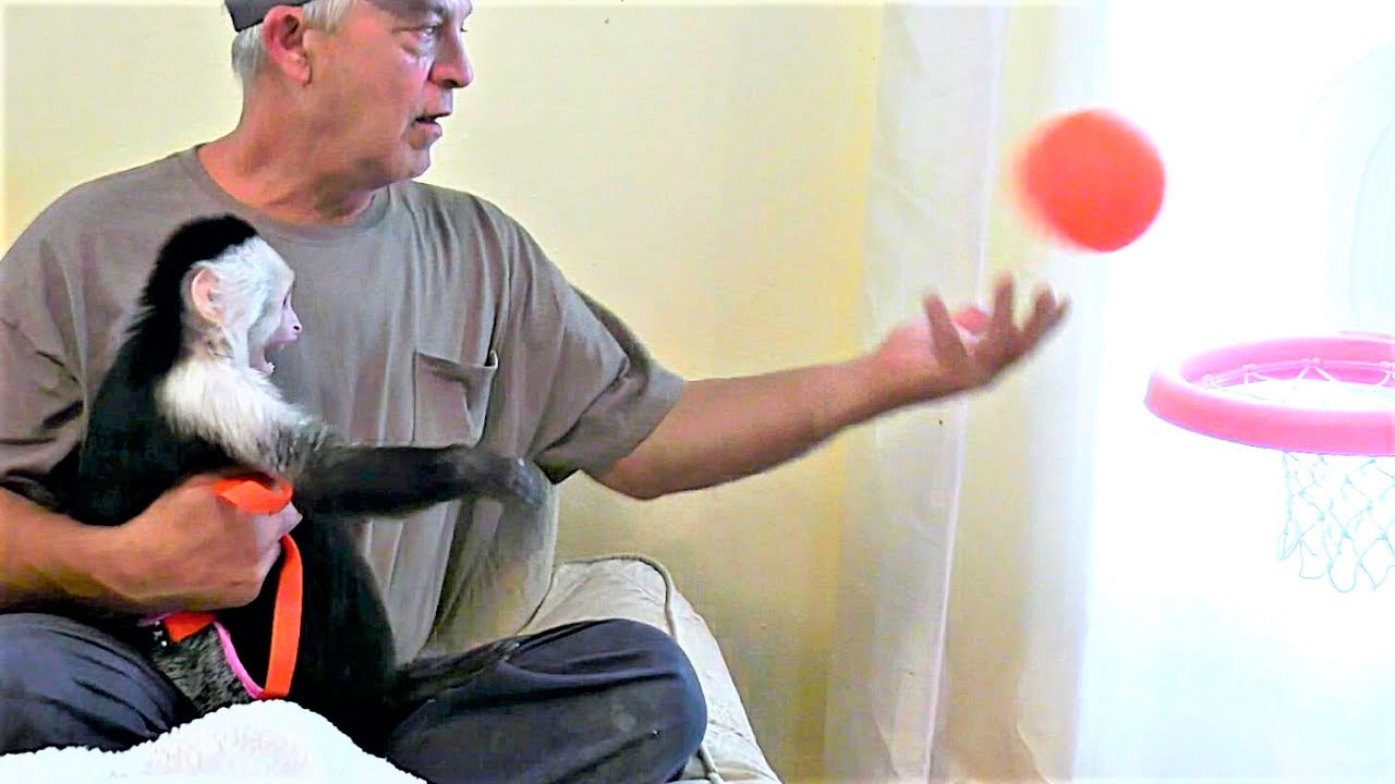 Monkey Lillian Learning to Shoot Hoops | Capuchin Monkey | Baby Monkey ...