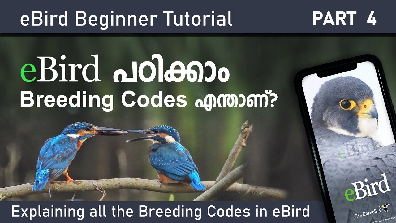 eBird Breeding Codes ഏതൊക്കെ? | Part 4 - eBird Tutorial | Malayalam ...
