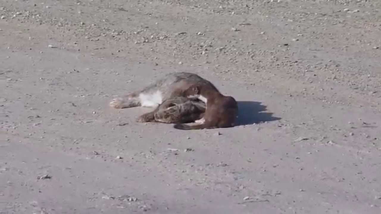 Stoat catches Rabbit - YouTube