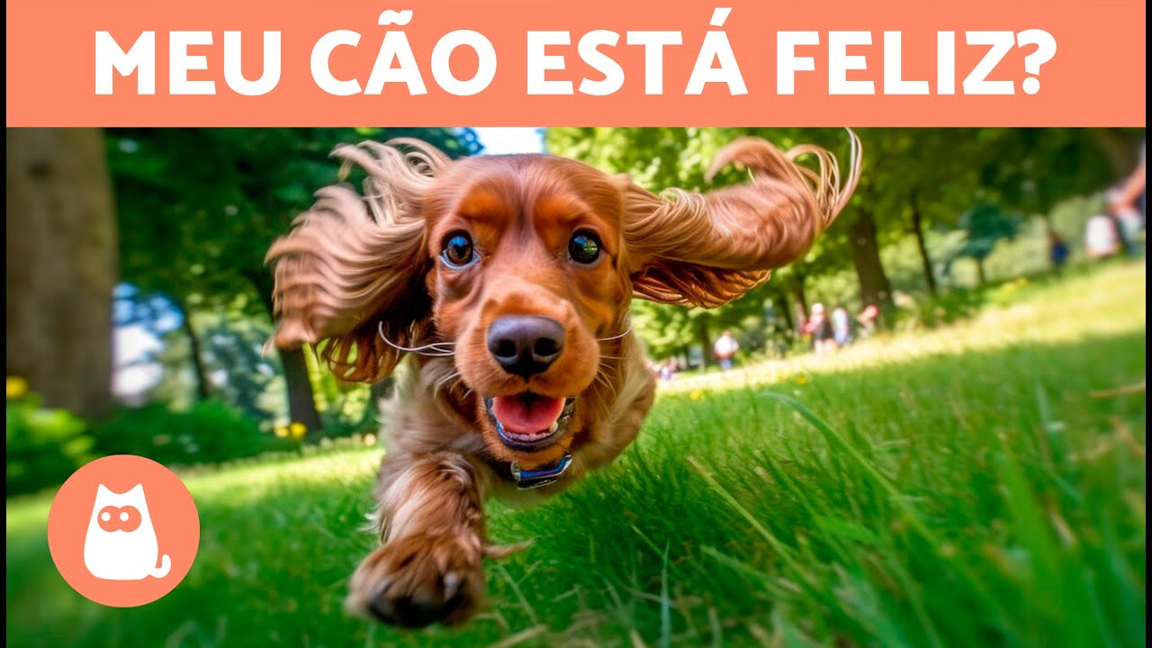 Como posso saber se meu CÃO está FELIZ? 🐶 (10 sinais de que um cachorro ...