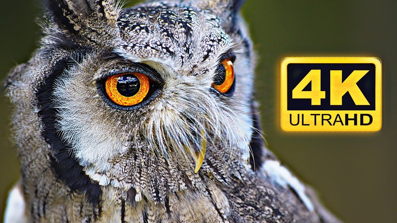 Amazing Animals Video Wildlife | Relaxing Music | Meditation Music ...