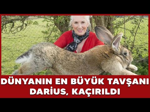 Dünyanın en büyük tavşanı Darius, kaçırıldı