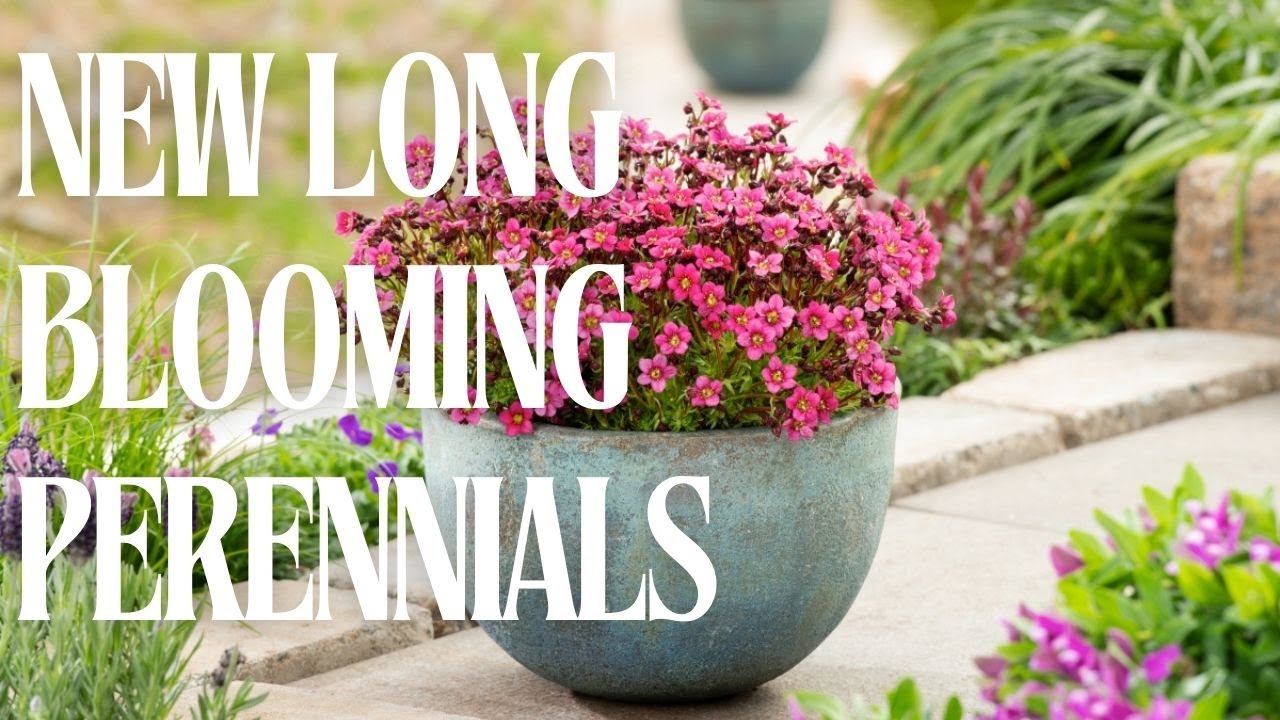 New Bloomable Perennials for 2025 - YouTube