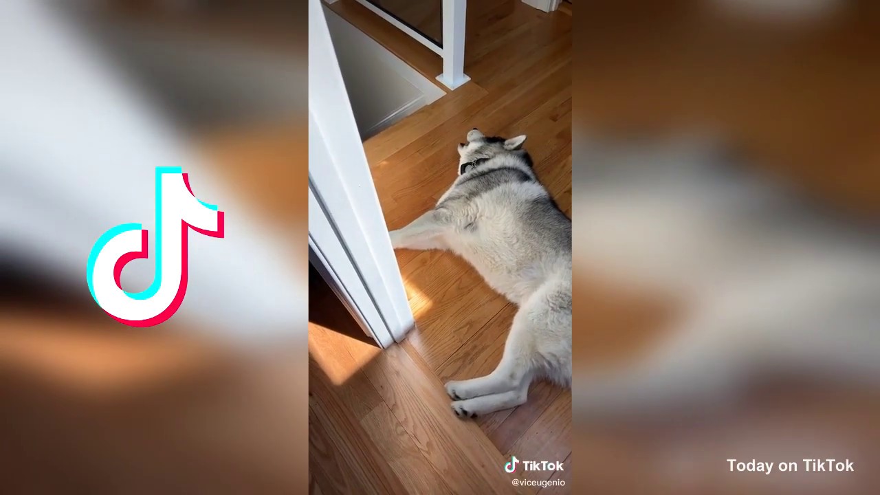 Best Random TikTok Compilation #6 - YouTube