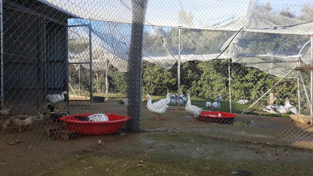 Emden goose and ducks - Freddy Farm - (Samsung S7 Edge)4k - YouTube