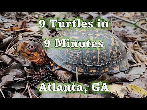 9 Turtles in 9 Minutes! - YouTube