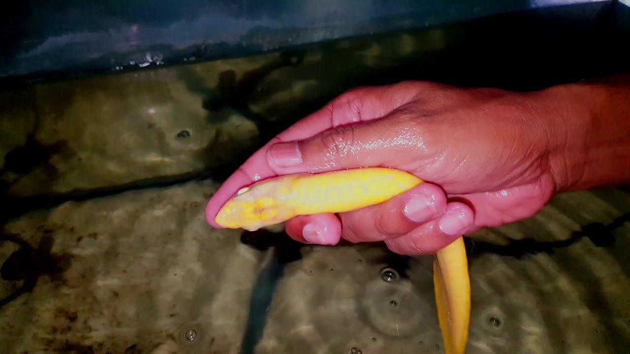 Dead my Albino Silver Arowana - YouTube