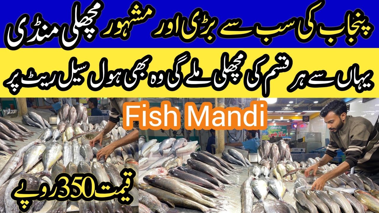 Biggest Fish Wholesale Market In Pakistan | Fish Mandi in Rawalpindi ...